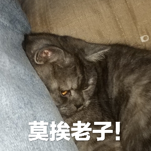 轰轰冲呀 
