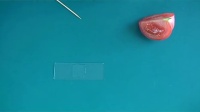观察番茄果肉细胞实验