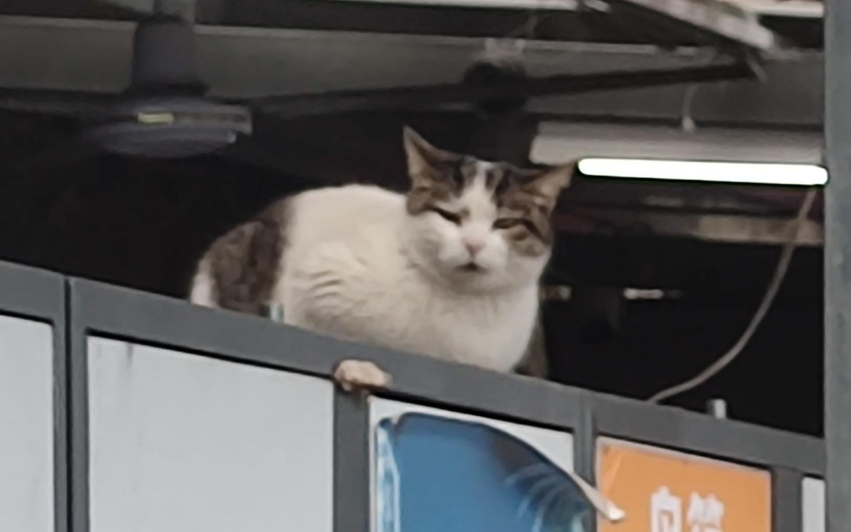 “请使用微信扫码取猫”