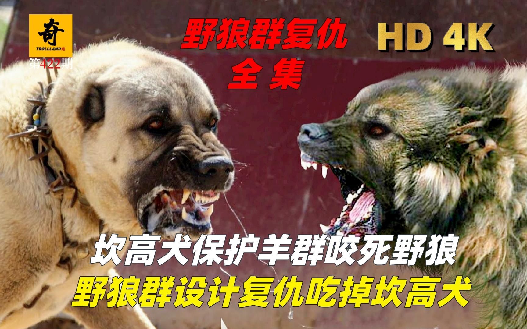 纪录片解说,大型纪录片,野狼复仇记合集