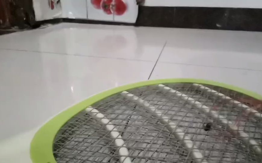 电蚊拍和电击棍一起电击小蟑螂会是什么效果