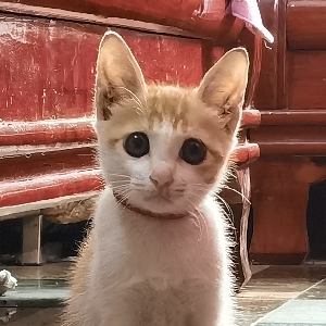 我是坏蛋猪猪 