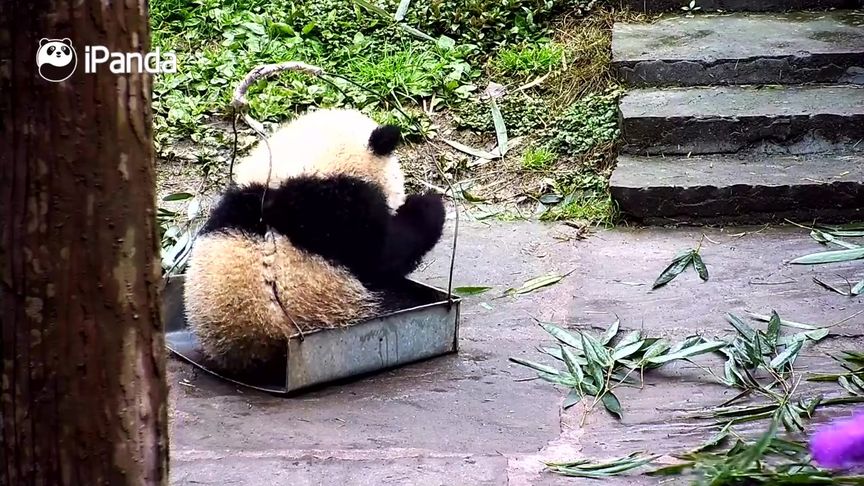 论簸箕的新功能 给熊家当玩具