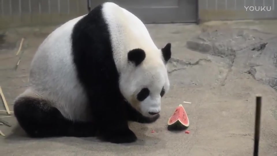 【大熊猫比力】比力小心翼翼吃西瓜