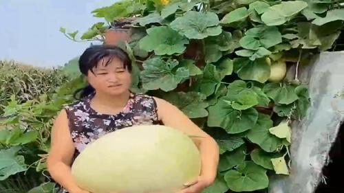 农村大妈种的冬瓜,一个十多斤,简直太大了!