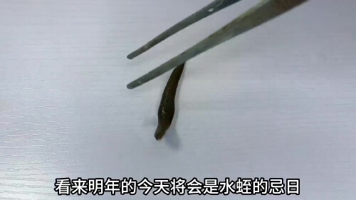 将敌敌畏一滴一滴加入水蛭缸中水蛭扛了后去逝水蛭敌敌畏解压