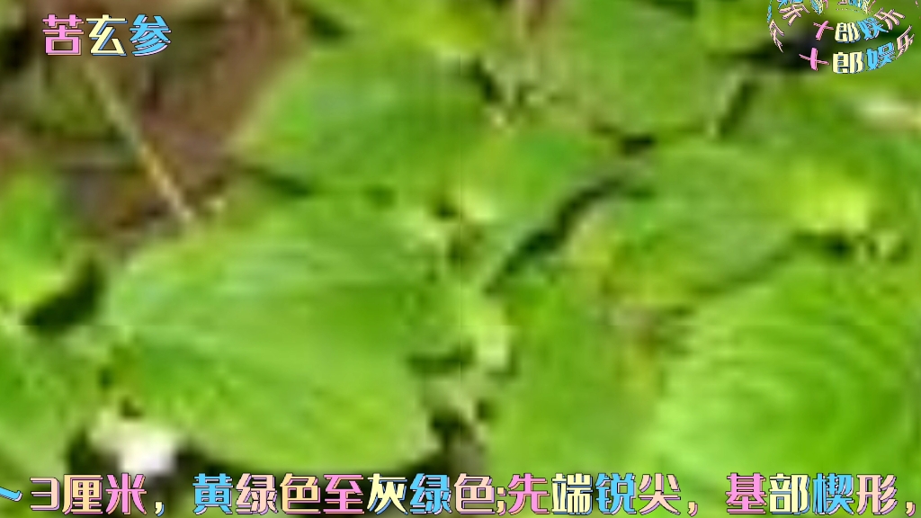 盘点中药材的功效(八十)苦玄参