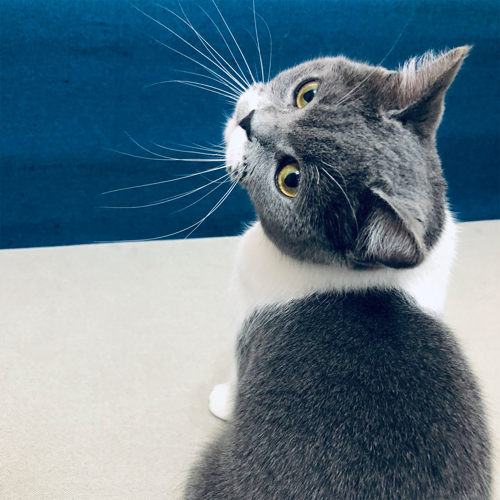 一条设计猫 