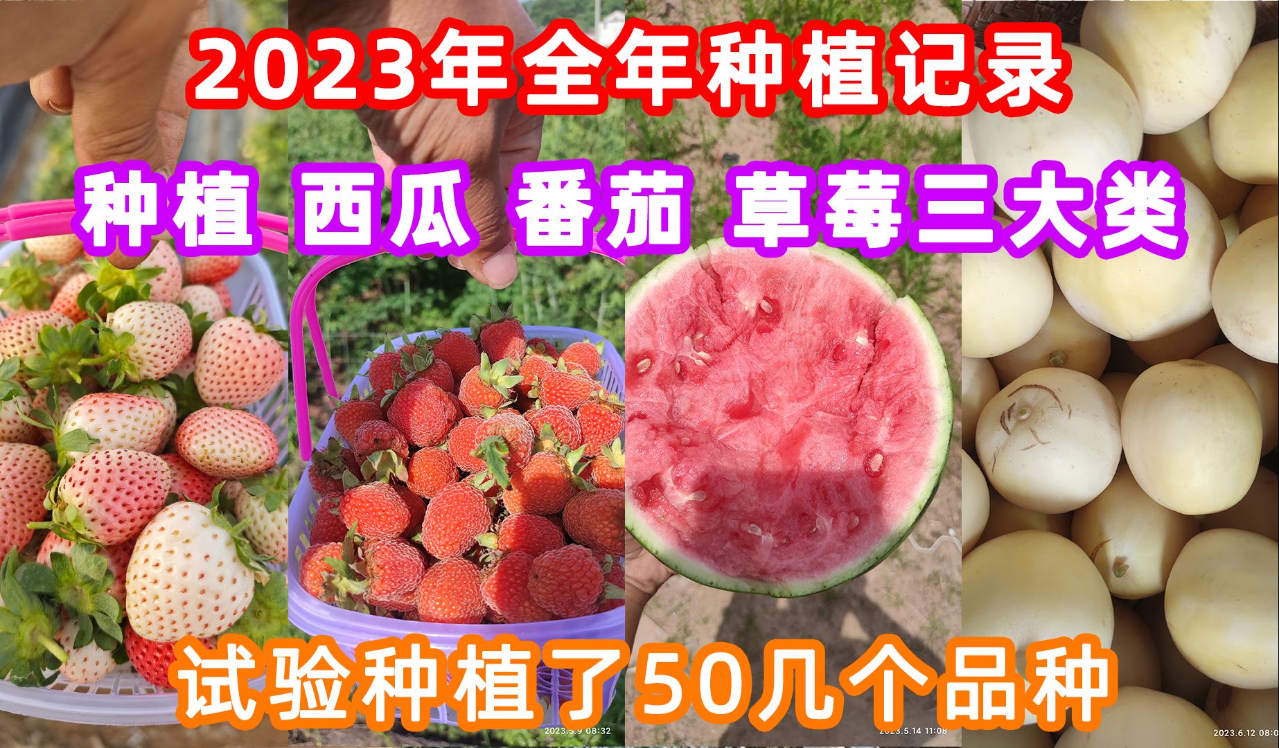 2023年的种植记录日记,种了西瓜草莓番茄蔬菜将近50个品种