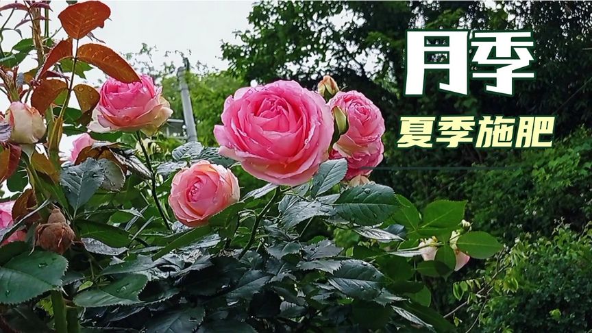 养月季夏天复合肥如何使用?分享个人的施肥小秘方,花长的更好。