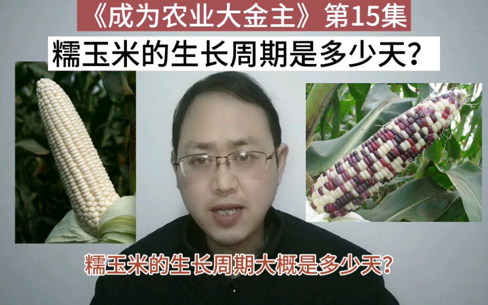 第15集 糯玉米的生长周期是多少天?专家给你权威回答!