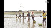 微电影-水稻抛秧