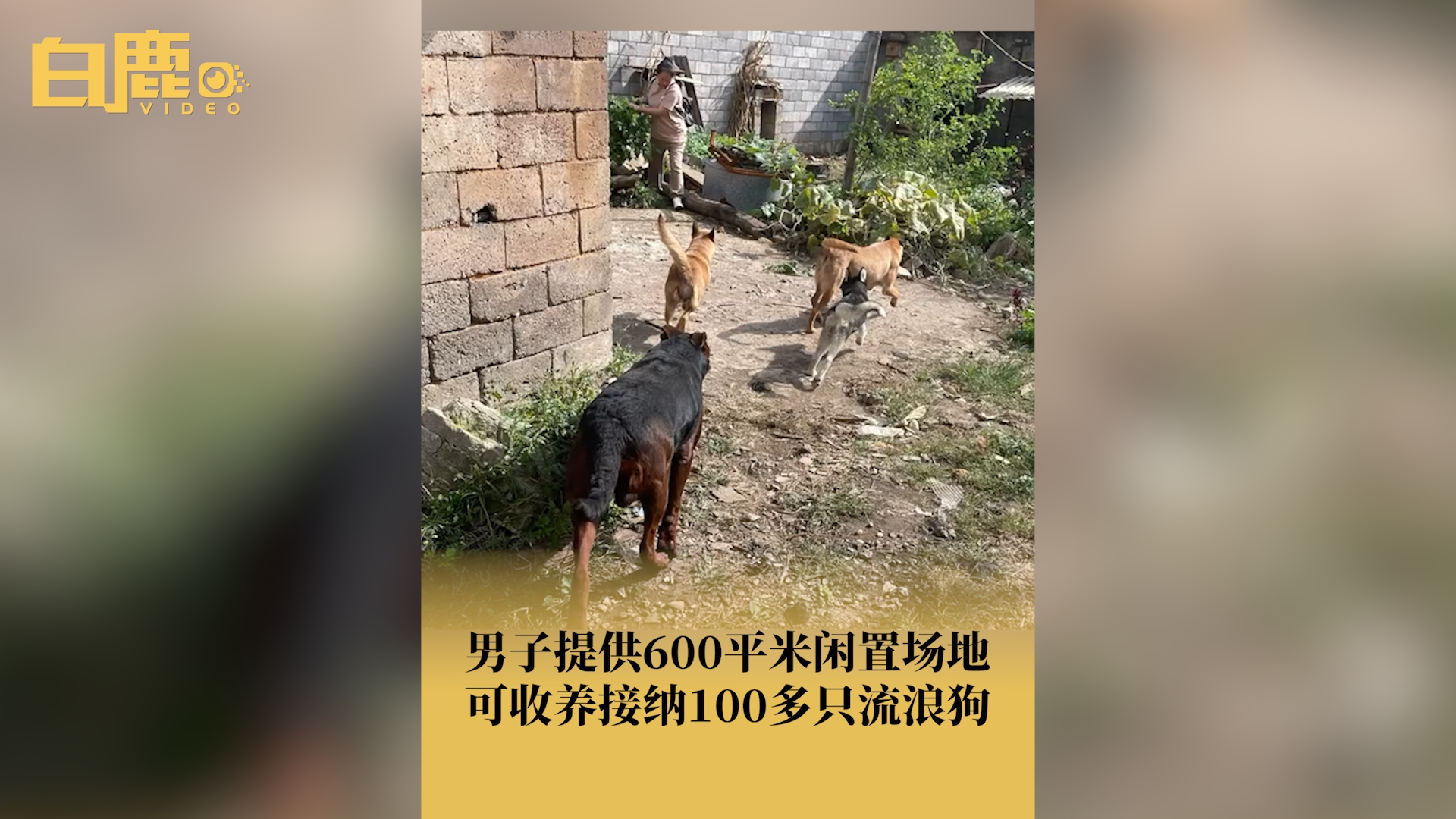 男子提供600平闲置地收养流浪狗