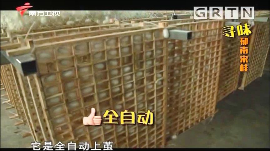 农村如何养蚕?带你了解养蚕全过程,看完就明白了|我爱返寻味