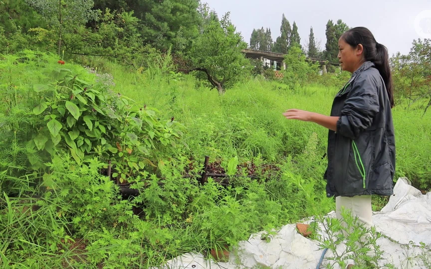 朴行中国记第一集:昆明本土食物森林(杨阳)朴门永续设计