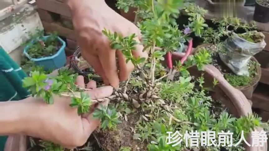 小叶黄杨盆景还是经过铜丝蟠扎,造型才会变得飘逸俊秀!