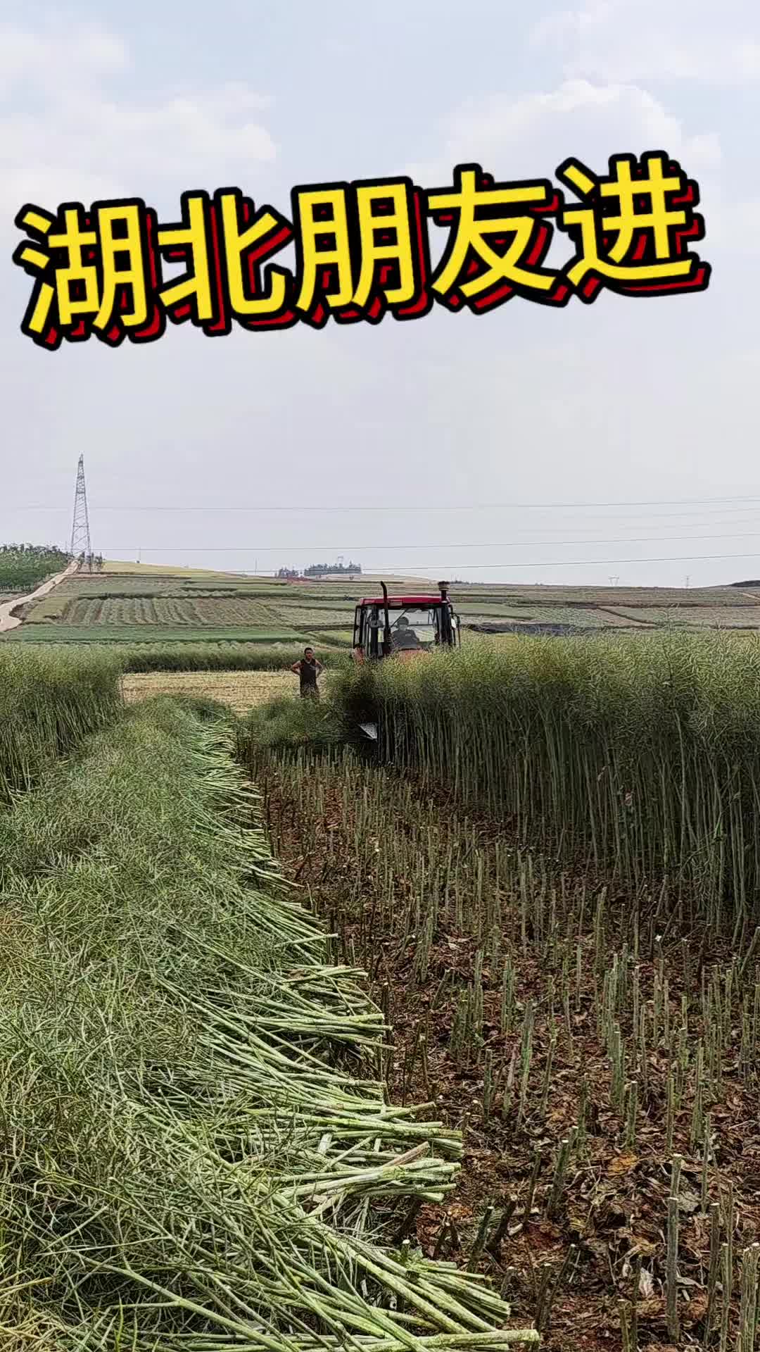 #农业机械 #油菜收割