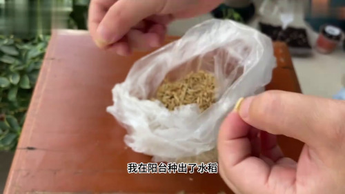 姑娘在阳台种出了水稻,记录了生长全过程
