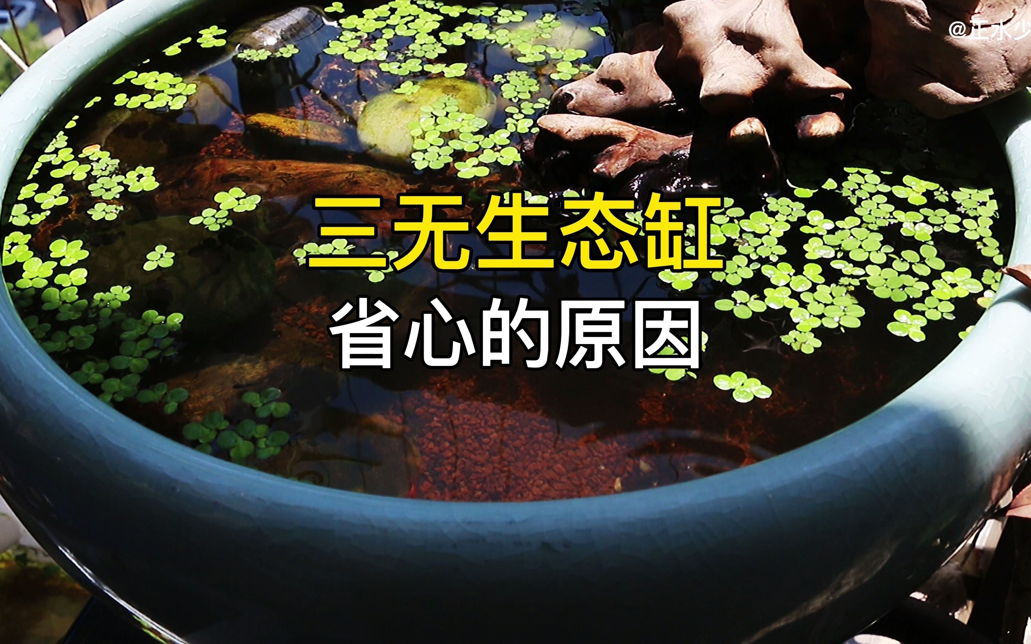 无过滤无打氧不换水的生态缸养鱼的运行原理和开缸,凭什么能省心