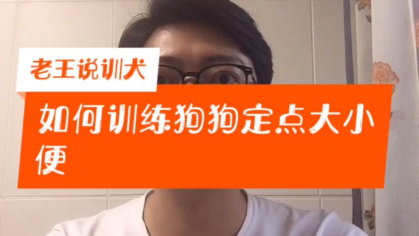 如何训练狗狗定点大小便