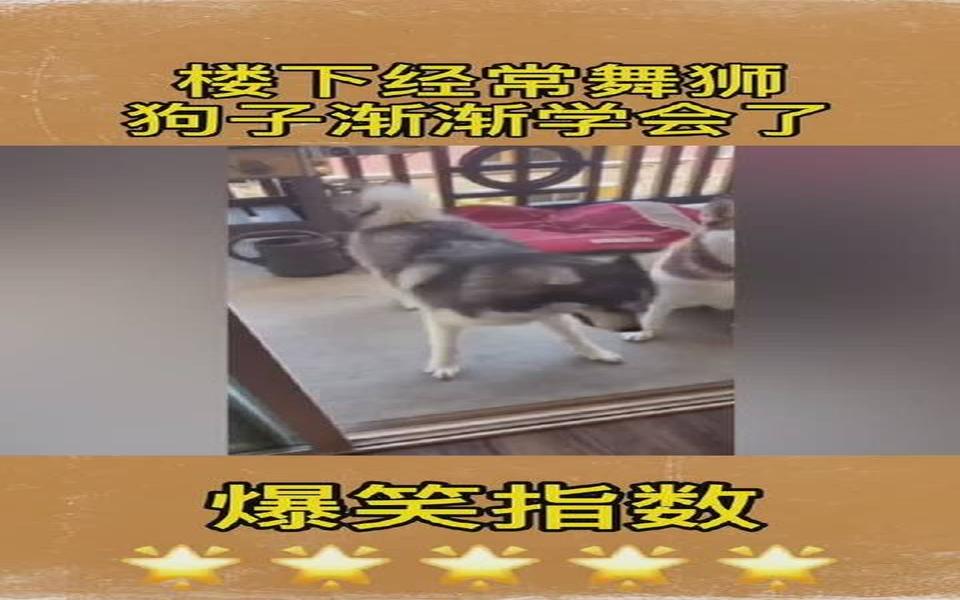 楼下经常舞狮