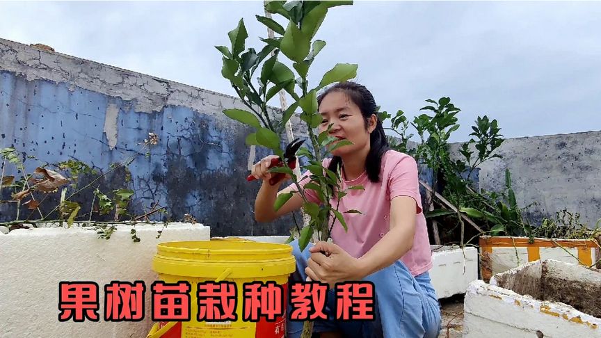 一棵树苗应该怎么种植才成活,柚子妹手把手教你,完美的教程