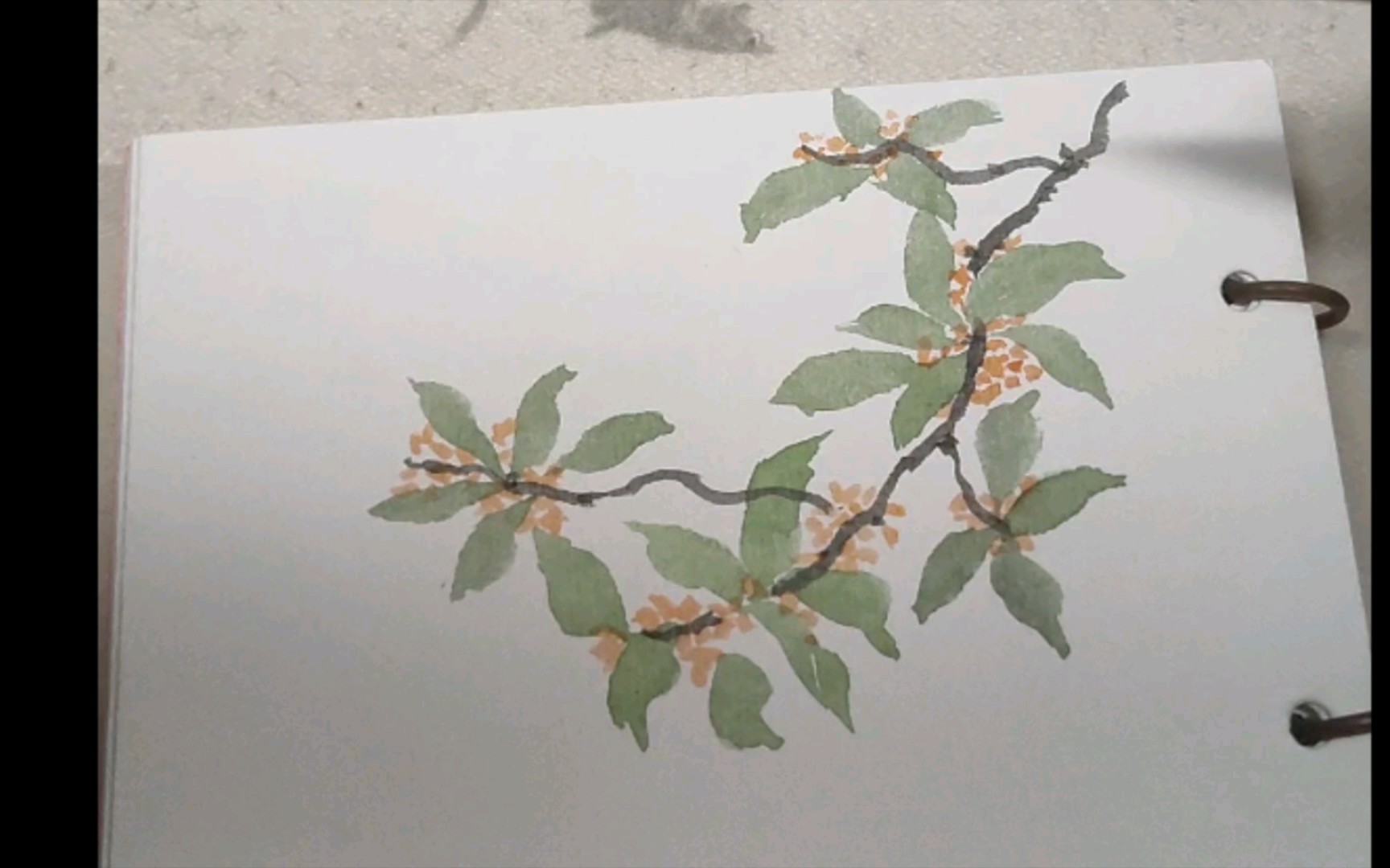 国画学习日常画桂花