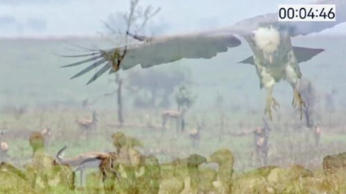 动物们的捕猎各种方式