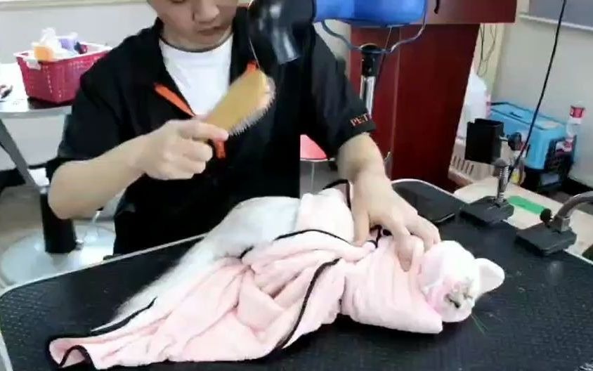 上海宠物美容师培训每个阶段课程价格是多少