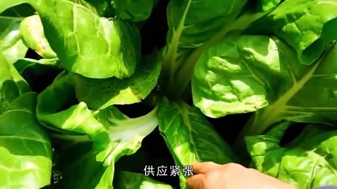 .的蔬菜“牛皮菜”,被人拿来喂猪,却不知它的营养.