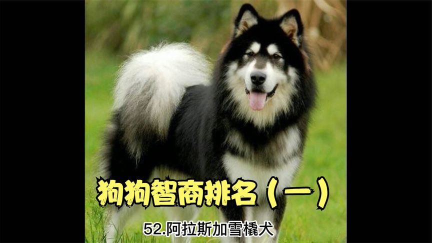 狗狗智商排名大全(一)