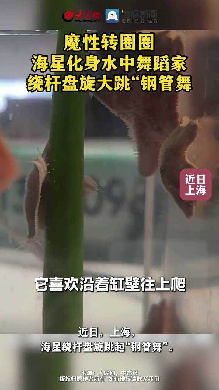 海星化身水中舞蹈家,绕杆盘旋大跳“钢管舞”