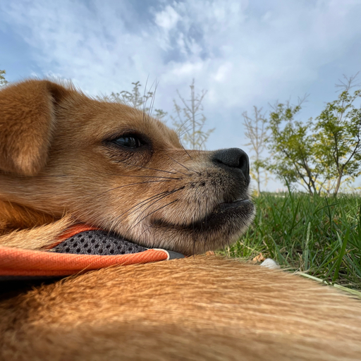 猫和老鼠回老家 