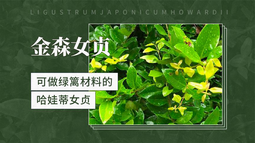 金森女贞——可做绿篱材料的哈娃蒂女贞