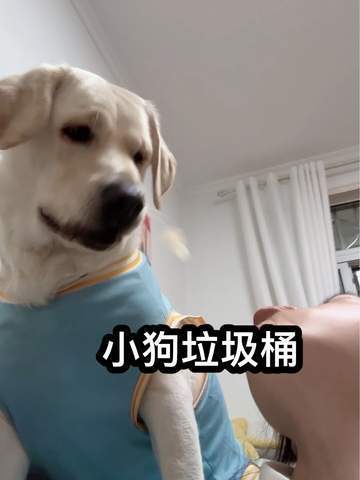 建议人手一个智能垃圾桶当你有只嘴馋小狗