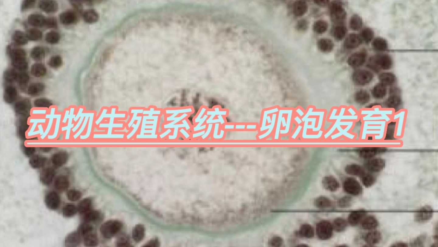 每天一块小芝士---动物生殖系统---卵泡发育1