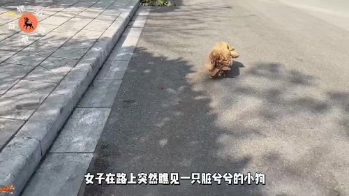 狗子意外做出熟悉的动!主人的鼻子瞬间酸了这是她走失的狗