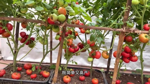 番茄这样种,既简单,又高产