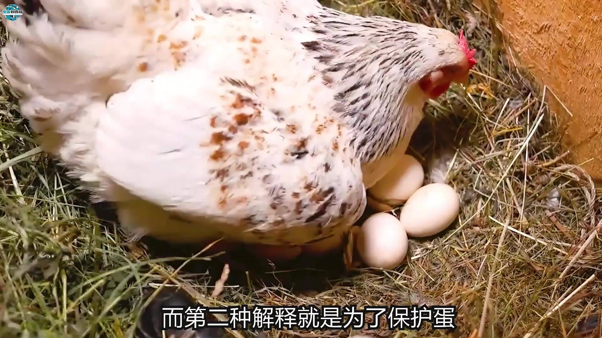 母鸡下完蛋,为何总喜欢咯咯叫?