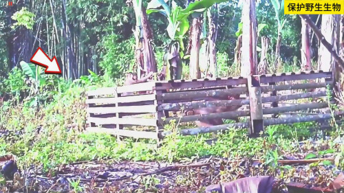 农户设置简易陷阱捕捉猴子,只因泛滥成灾且糟蹋庄稼,看着就解气