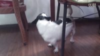 奇葩狗狗用椅子挠痒痒,边挠边摇头边叫