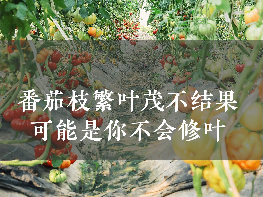 番茄枝繁叶茂不结果ߍ�可能是你不会修叶