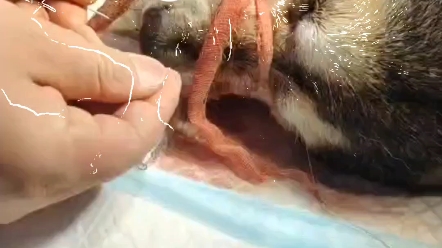 老年犬,牙齿坏了,洗牙拔牙,术后苏醒缓慢,呼吸抑制,针刺山根和水沟穴,...