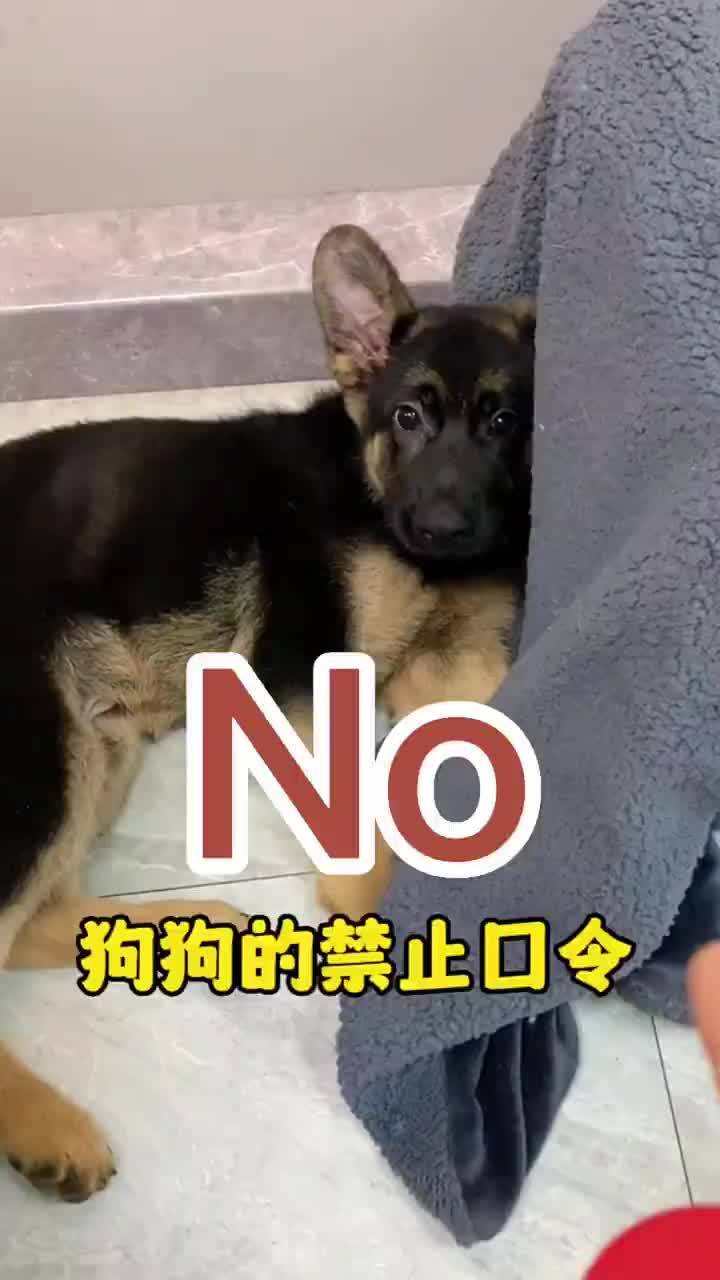 如何给狗狗建立禁止口令