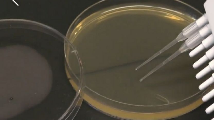 改进的微生物平板计数方法,效率提高不少