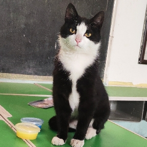 小黑猫喵喵叫 