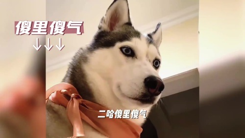 盘点那些狗狗的价格