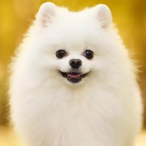 苞米地里犯了罪 