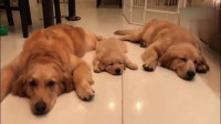 狗狗搞笑短视频,笑到抽