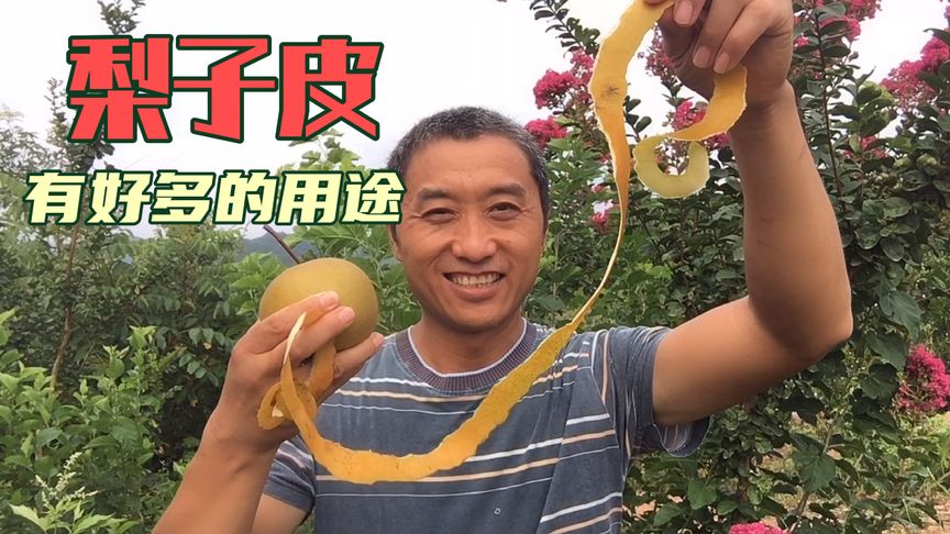梨子是一种常见的水果,但是梨子皮的用途非常多,你们了解吗?